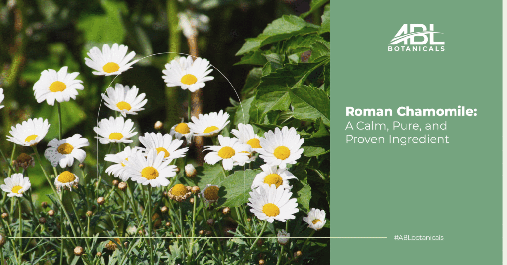 Roman Chamomile: A Calm, Pure, and Proven Ingredient - ABL BOTANICALS